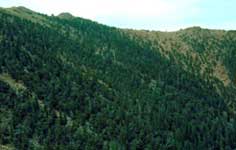 Satellite map depicts average height of forests