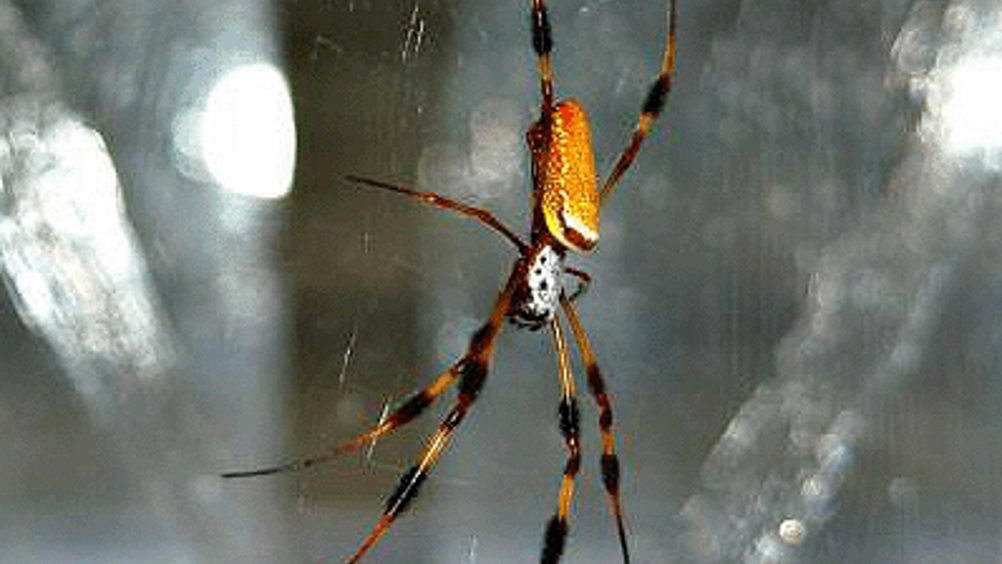Technique could further our understanding of spider silk Technique could further our understanding of spider silk