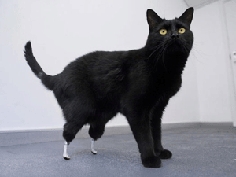 Cat fitted with bionic feet