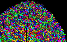 Leaf veins inspire self-replenishing organic solar cell design